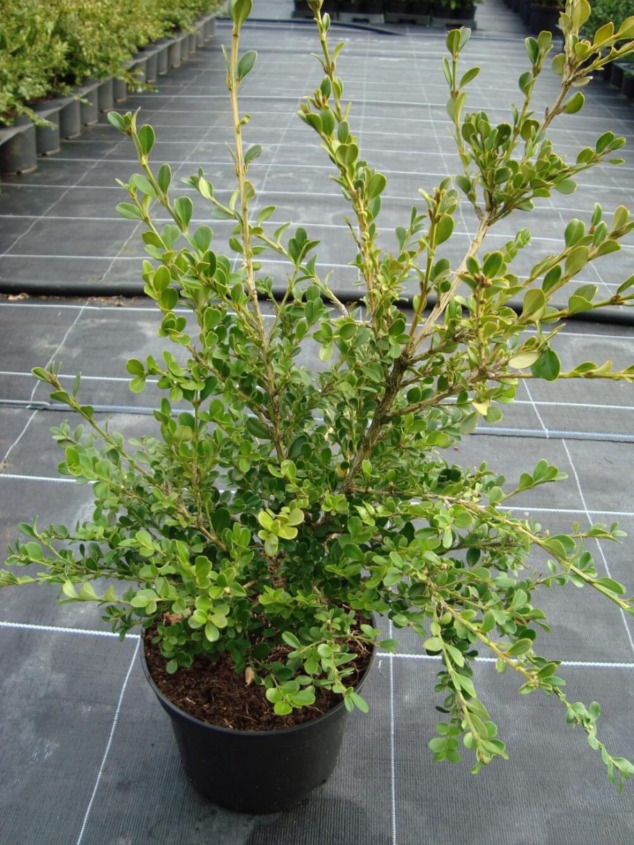 Buxus microphylla var. japonica struik potgekweekt - Herplant