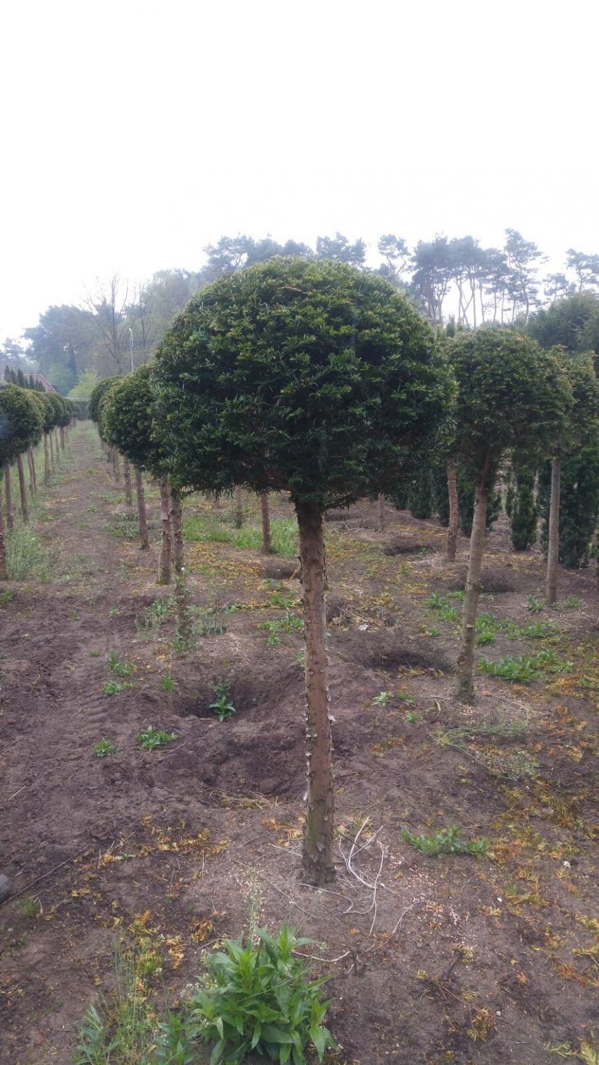 Taxus baccata bol op stam kluit - Herplant