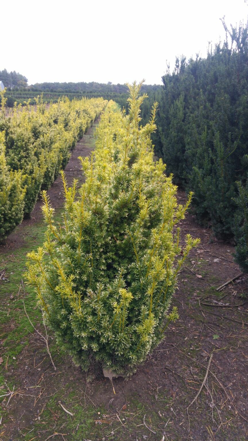 Taxus baccata White Hedge met kluit - Herplant
